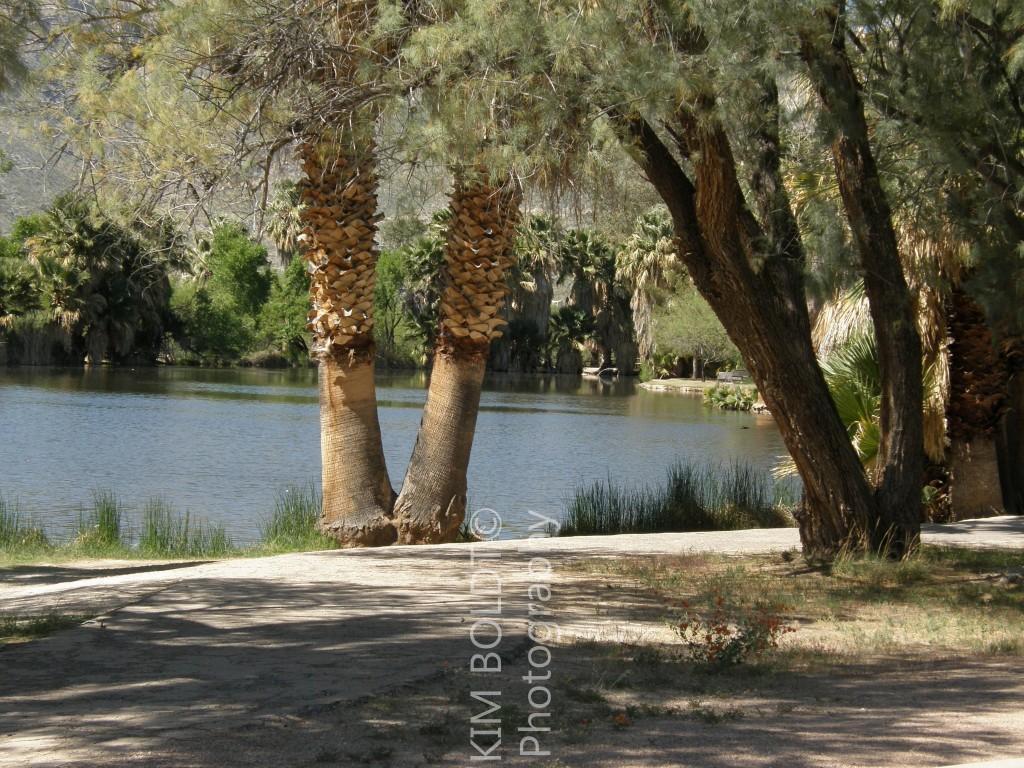 AGUA CALIENTE Park On The East Side Of Tucson Arizona