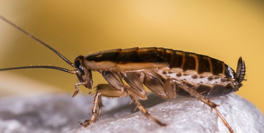 Common Pests in Tucson Arizona - Ways to Get Rid of Them